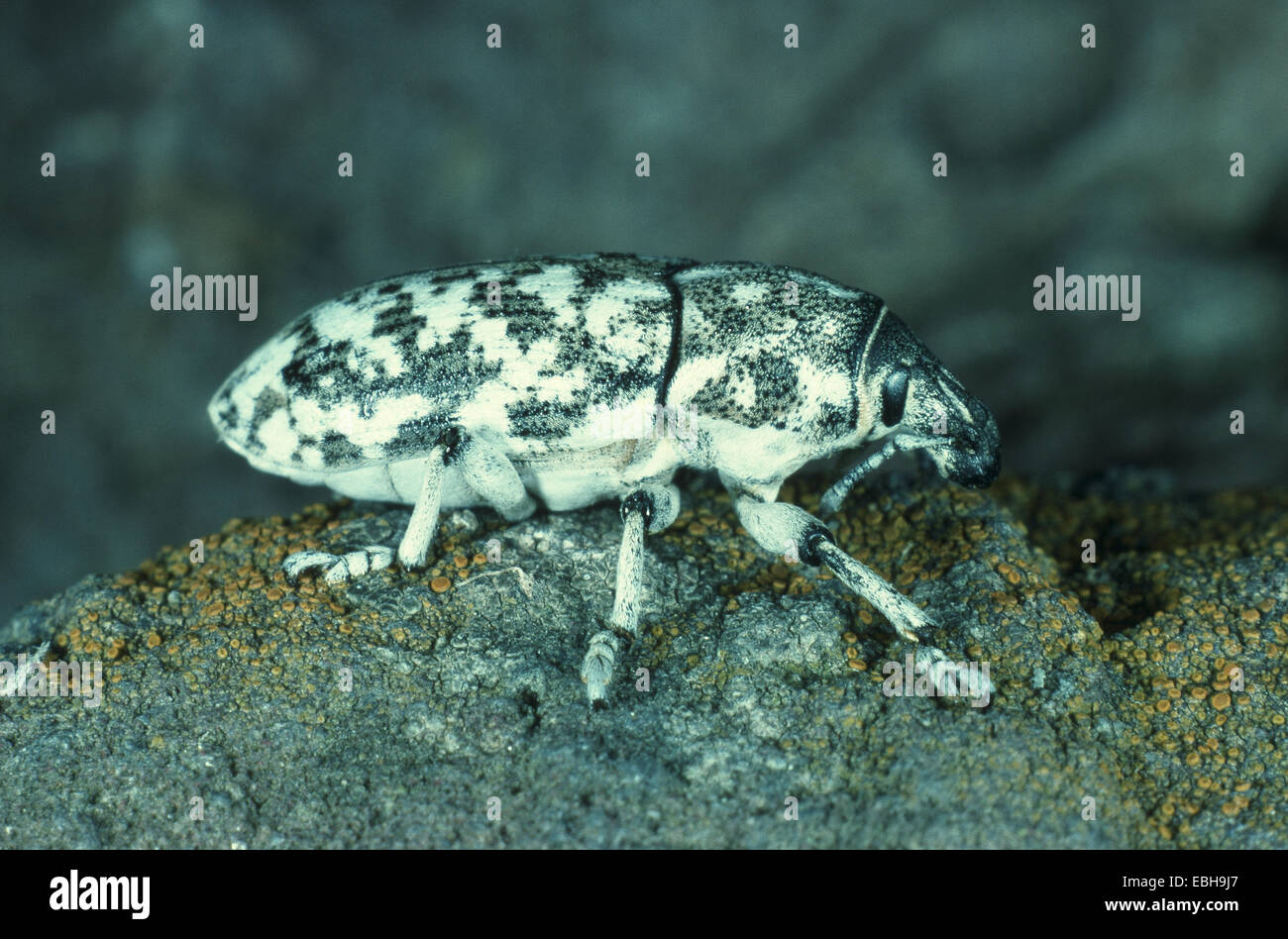 snout beetle, weevil (Cleonus tigrinus Stock Photo - Alamy