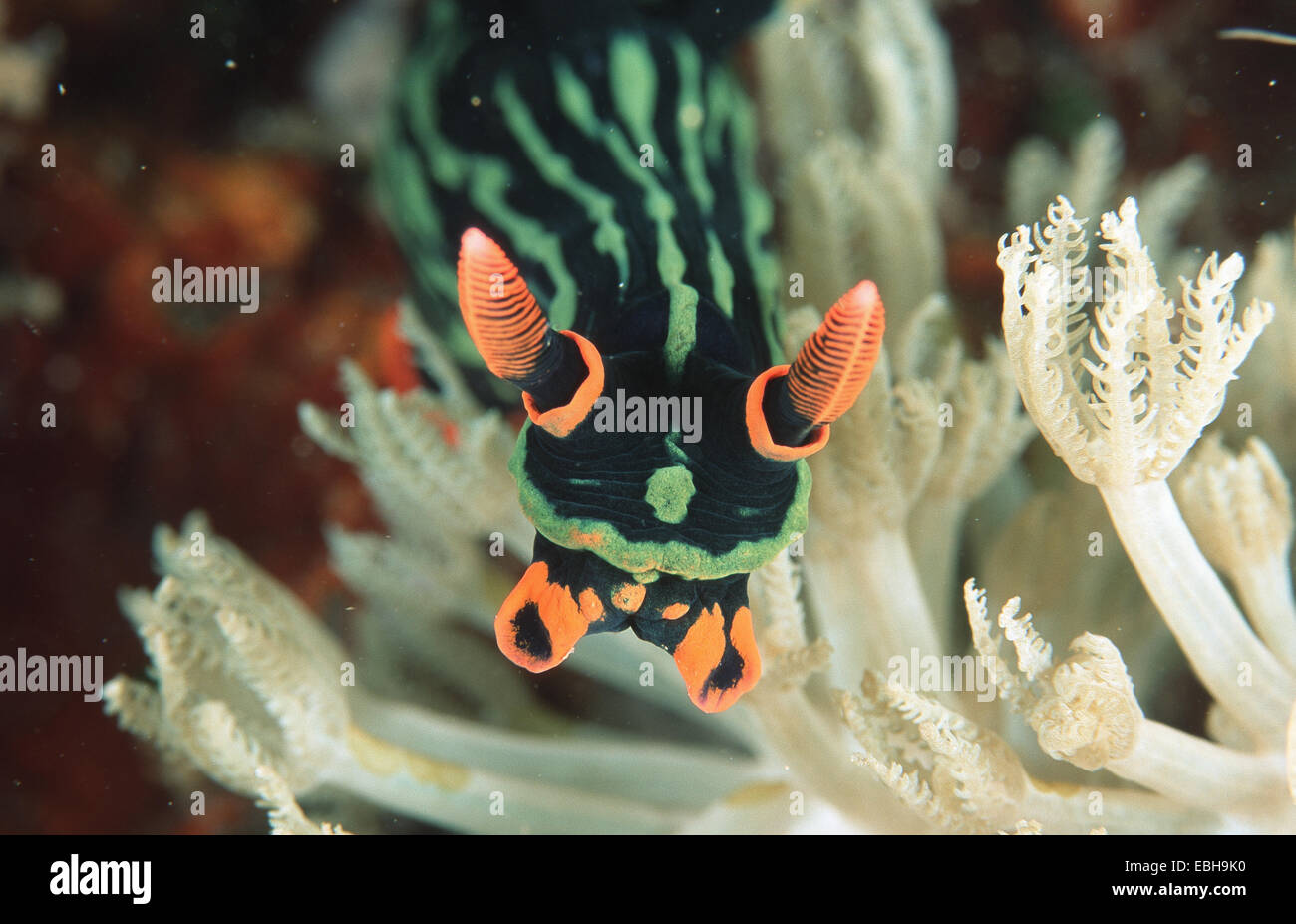 Variable neon slug hi-res stock photography and images - Alamy