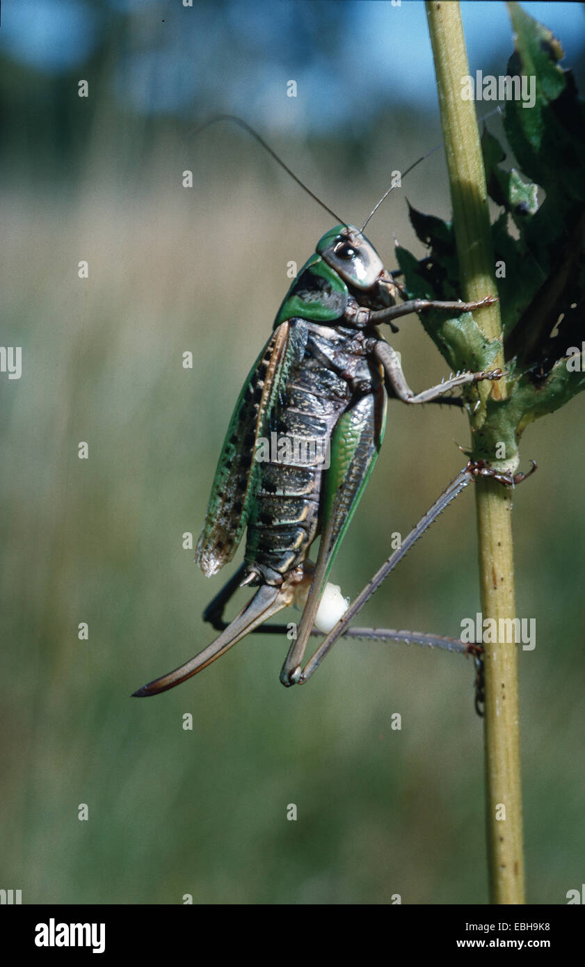 wart-biter, wart-biter bushcricket (Decticus verrucivorus), female ...