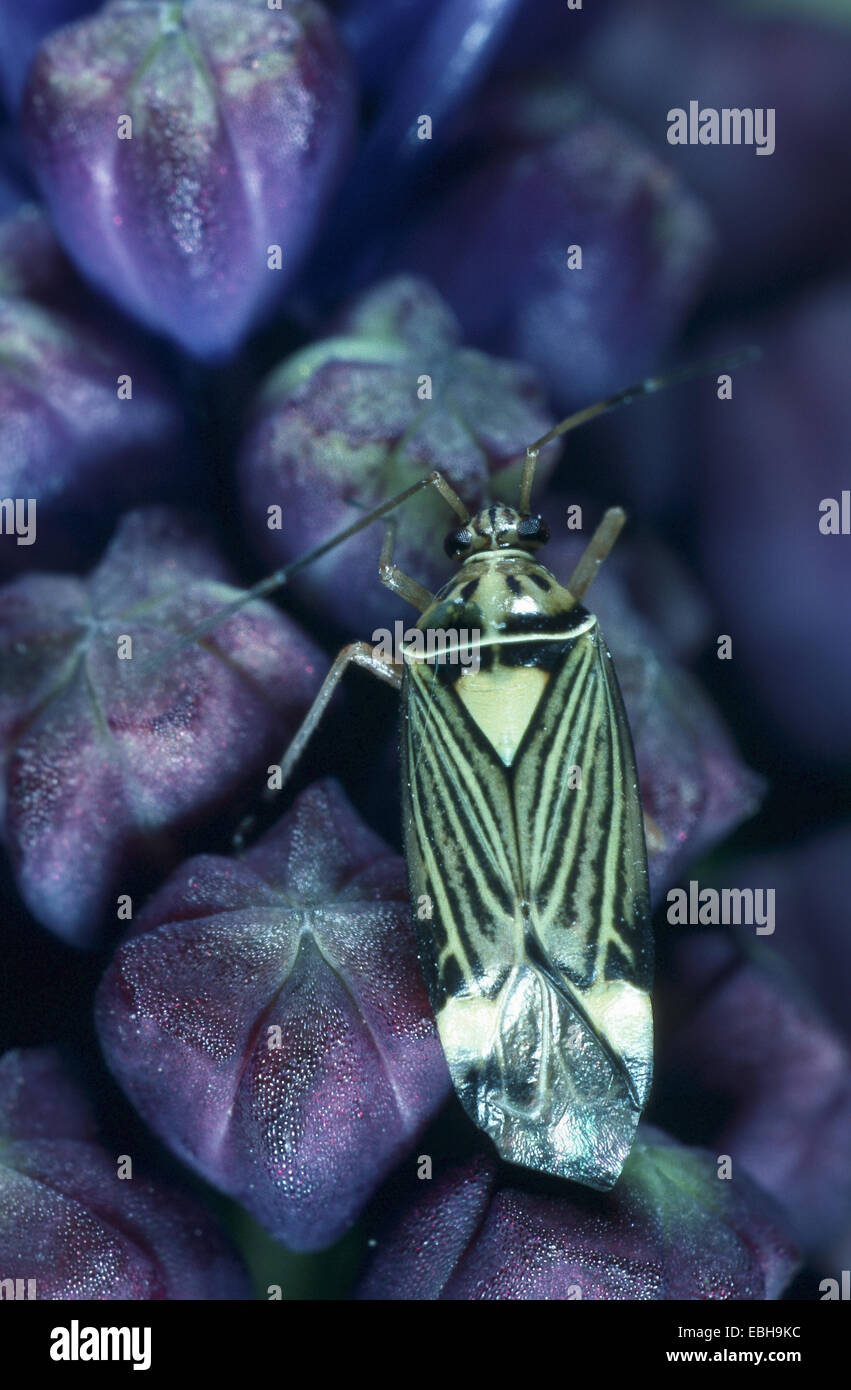 Calocoris striatellus hi-res stock photography and images - Alamy