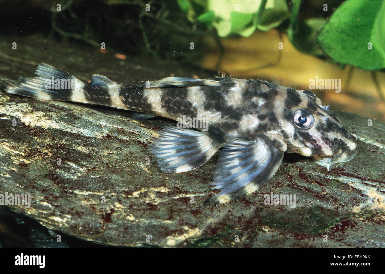 tiger clown pleco (Peckoltia cf. Pulcher Stock Photo - Alamy