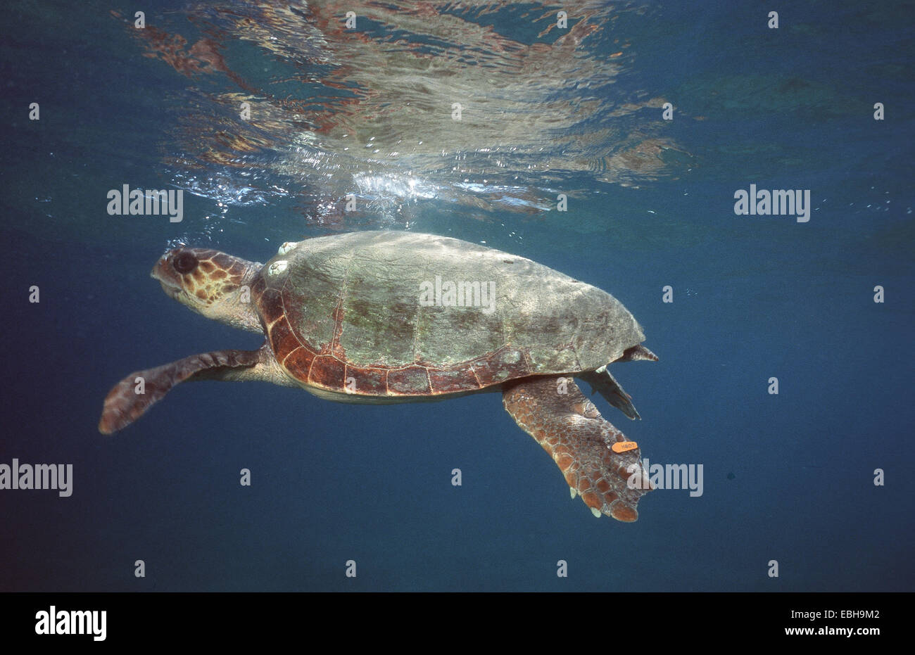 loggerhead sea turtle, loggerhead (Caretta caretta Stock Photo - Alamy