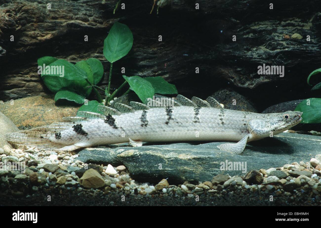 bichirs (Polypterus delhezi Stock Photo - Alamy