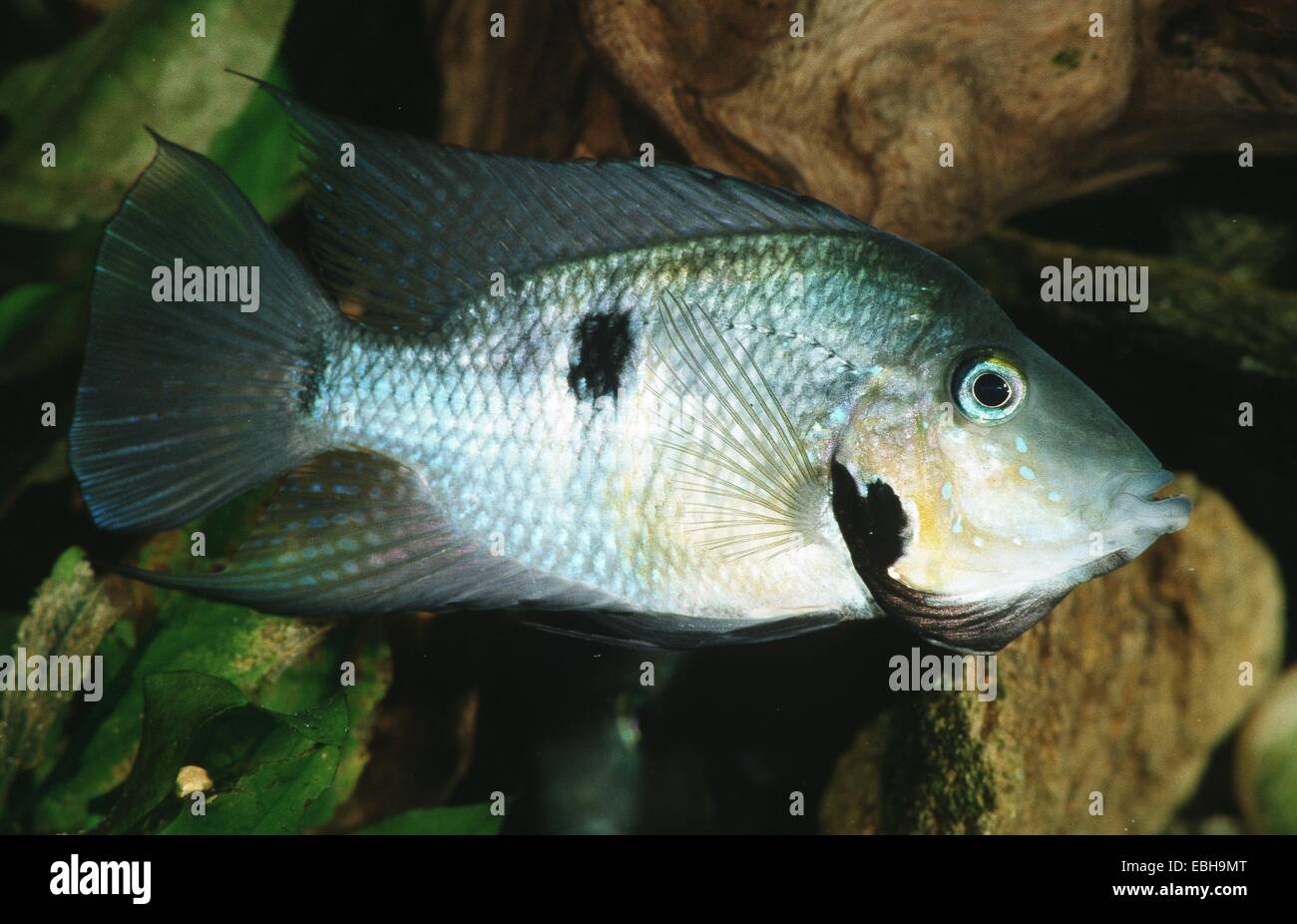 Thorichthys hi-res stock photography and images - Alamy