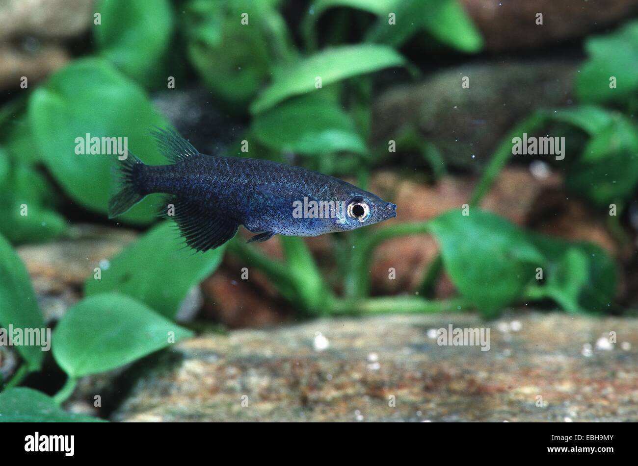 Medaka hi-res stock photography and images - Alamy