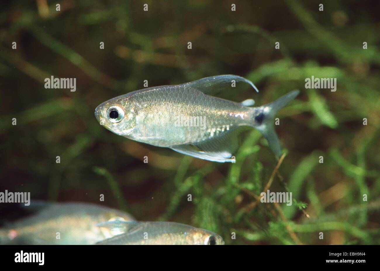 Hyphessobrycon elachys hi-res stock photography and images - Alamy