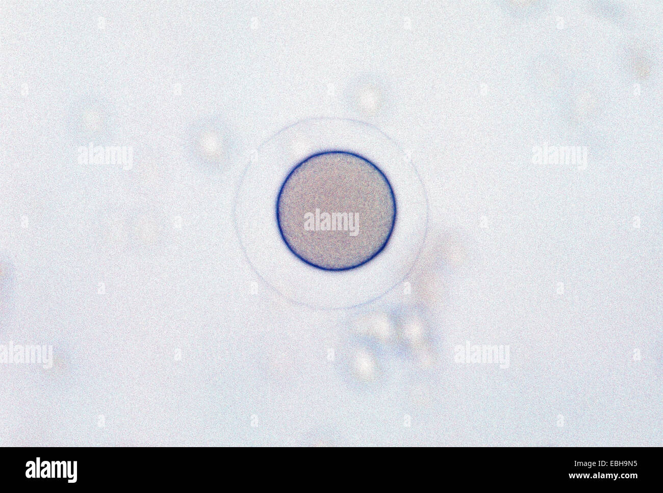 sea star, early development, ovum, series 1 of 5 Stock Photo - Alamy