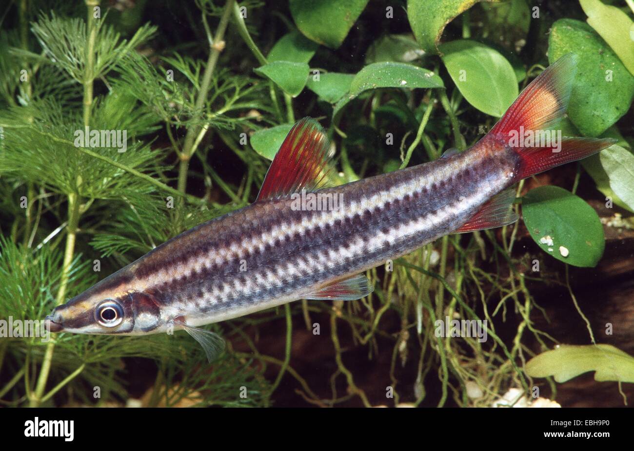 headstander, striped anostomus, striped headstander (Anostomus ...