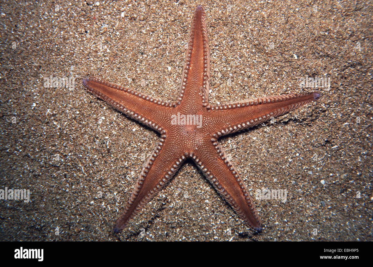 comb star (Astropecten sp Stock Photo - Alamy
