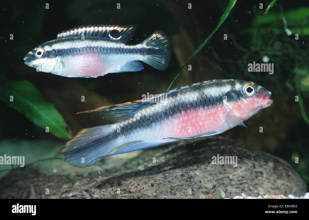 Pelviachromis hi-res stock photography and images - Alamy