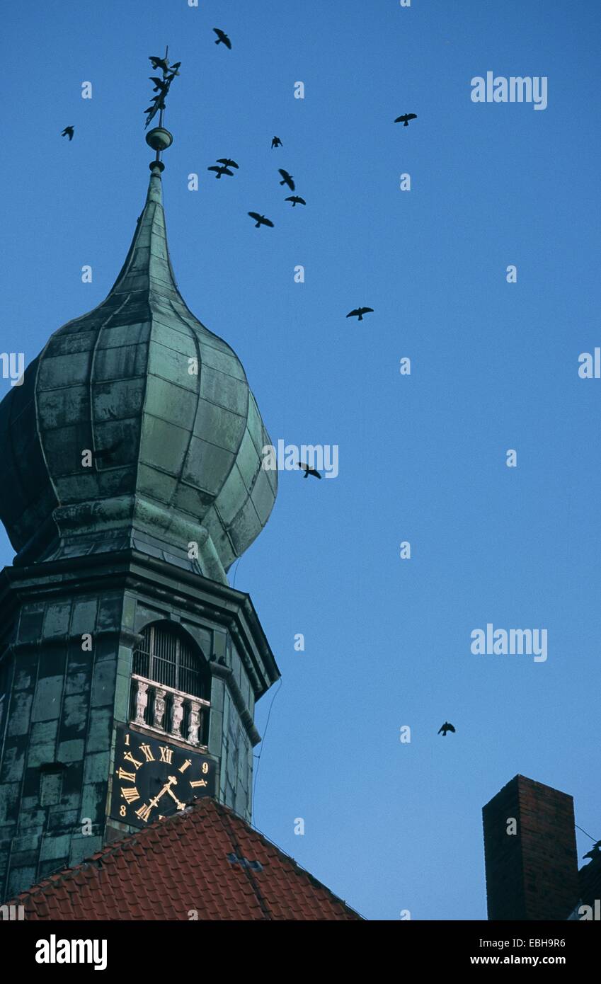 Corvine birds hi-res stock photography and images - Alamy