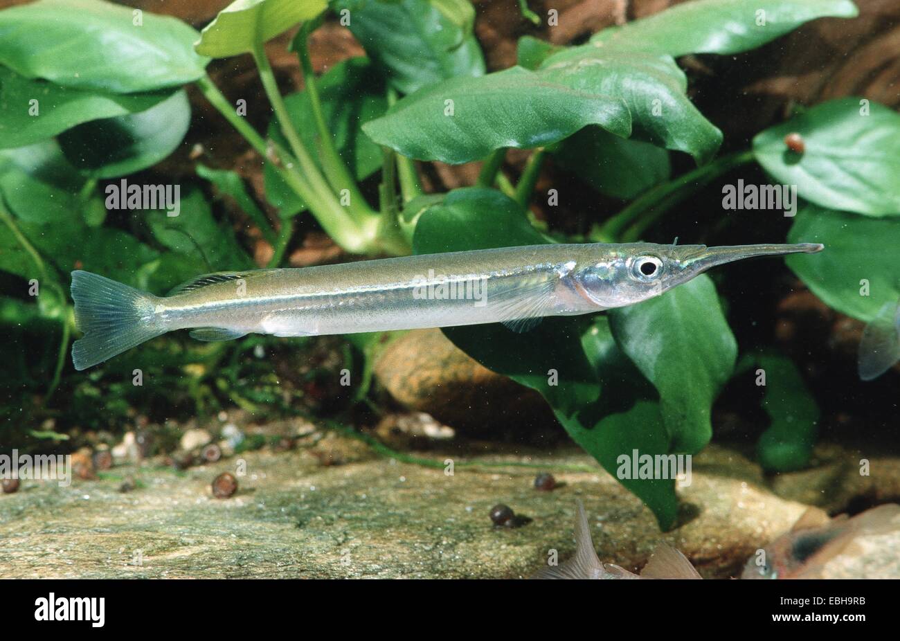 River garfish hi-res stock photography and images - Alamy
