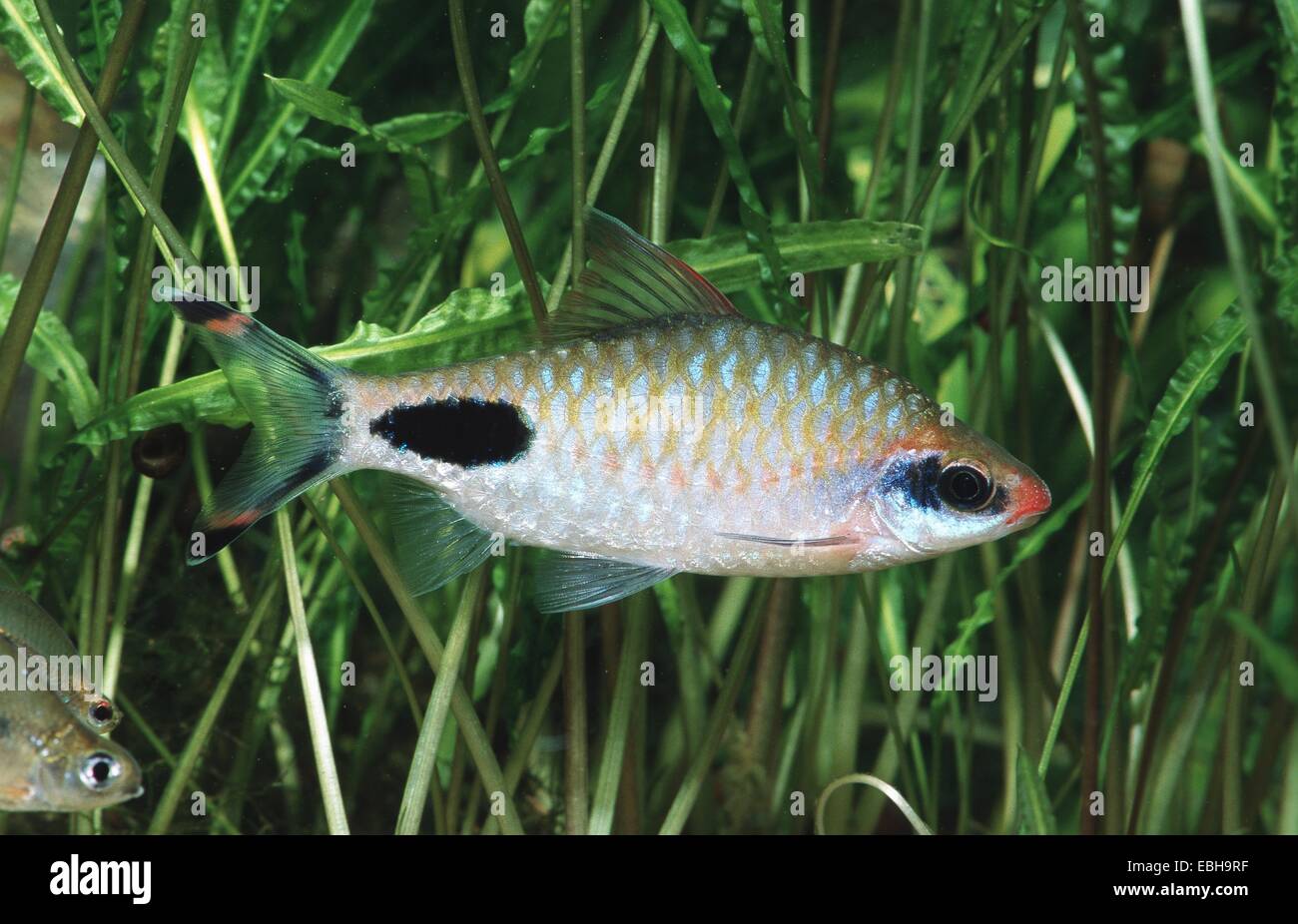 barb (cf. Puntius mahecola Stock Photo - Alamy