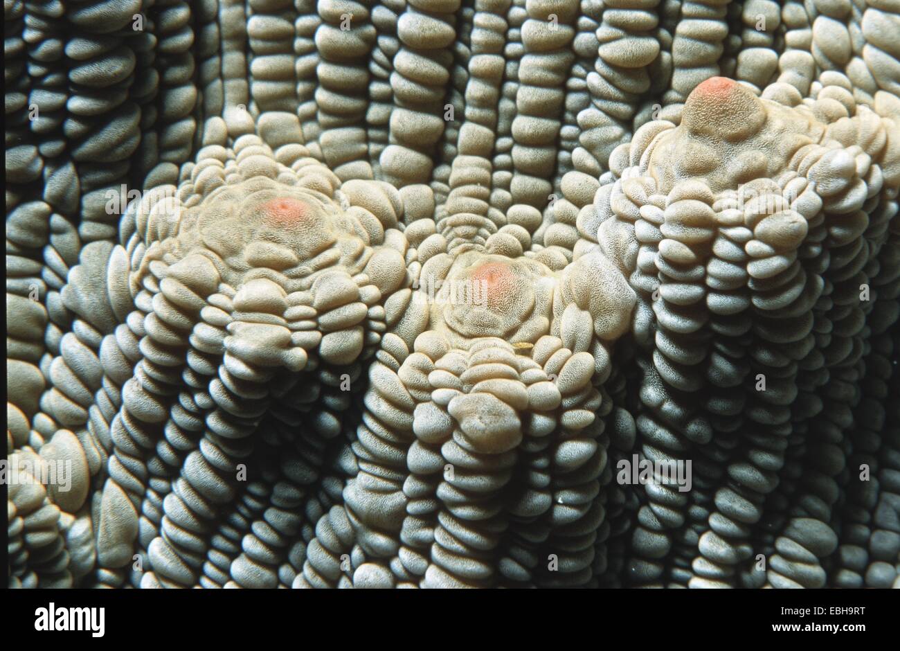 Chinese cabbage coral* (Mycedium elephantotus Stock Photo - Alamy