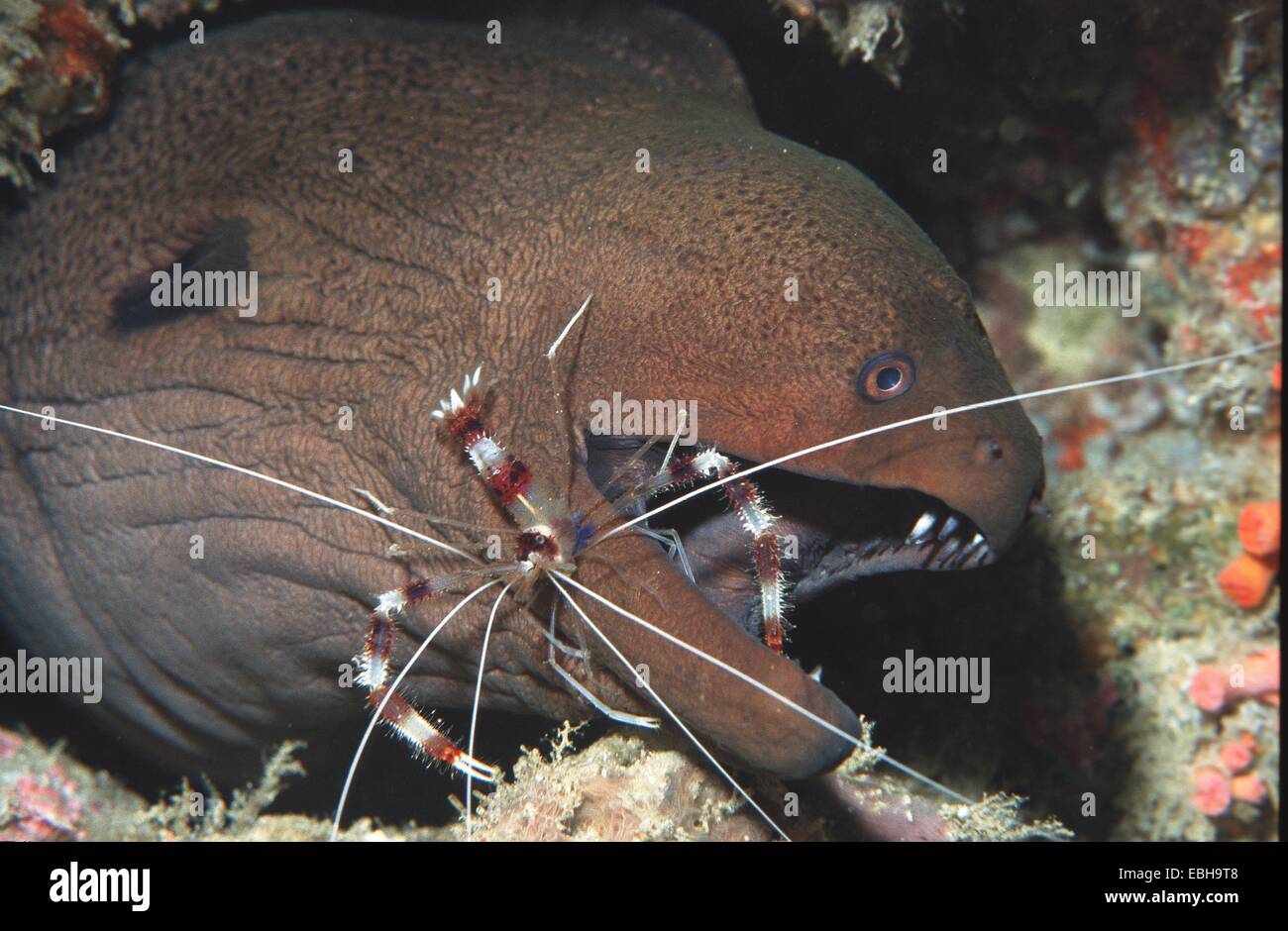giant moray and banded coral shrimp, banded cleaner shrimp (Gymnothorax ...