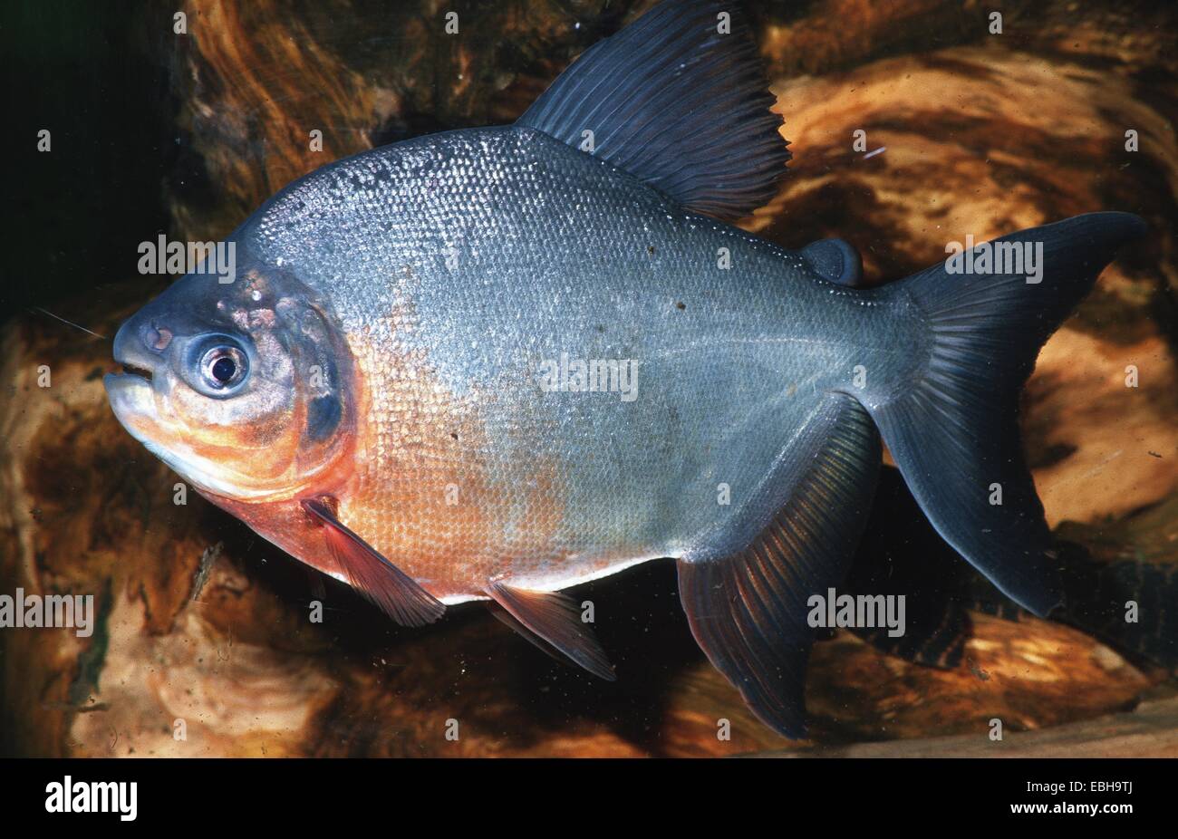 Colossoma brachypomus hi-res stock photography and images - Alamy