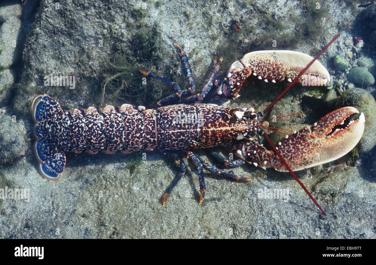 common lobster, European clawed lobster, Maine lobster (Homarus ...
