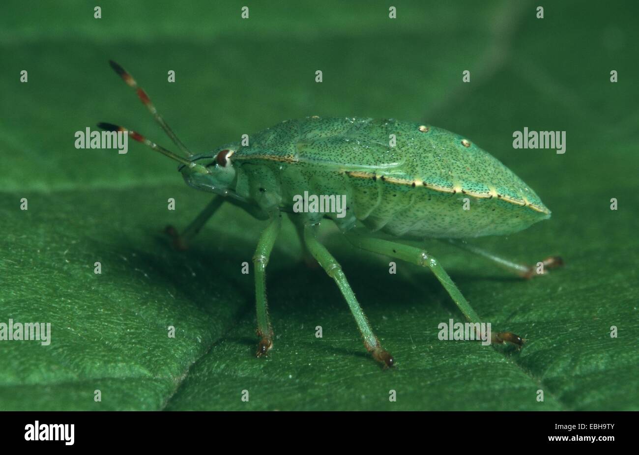 green shield bug, common green shield bug (Palomena prasina Stock Photo ...