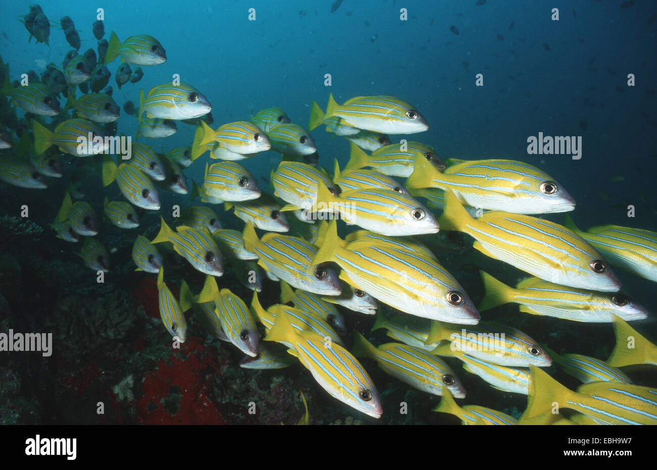 blue-banded snapper, moonlighter, common bluestripe snapper (Lutjanus ...