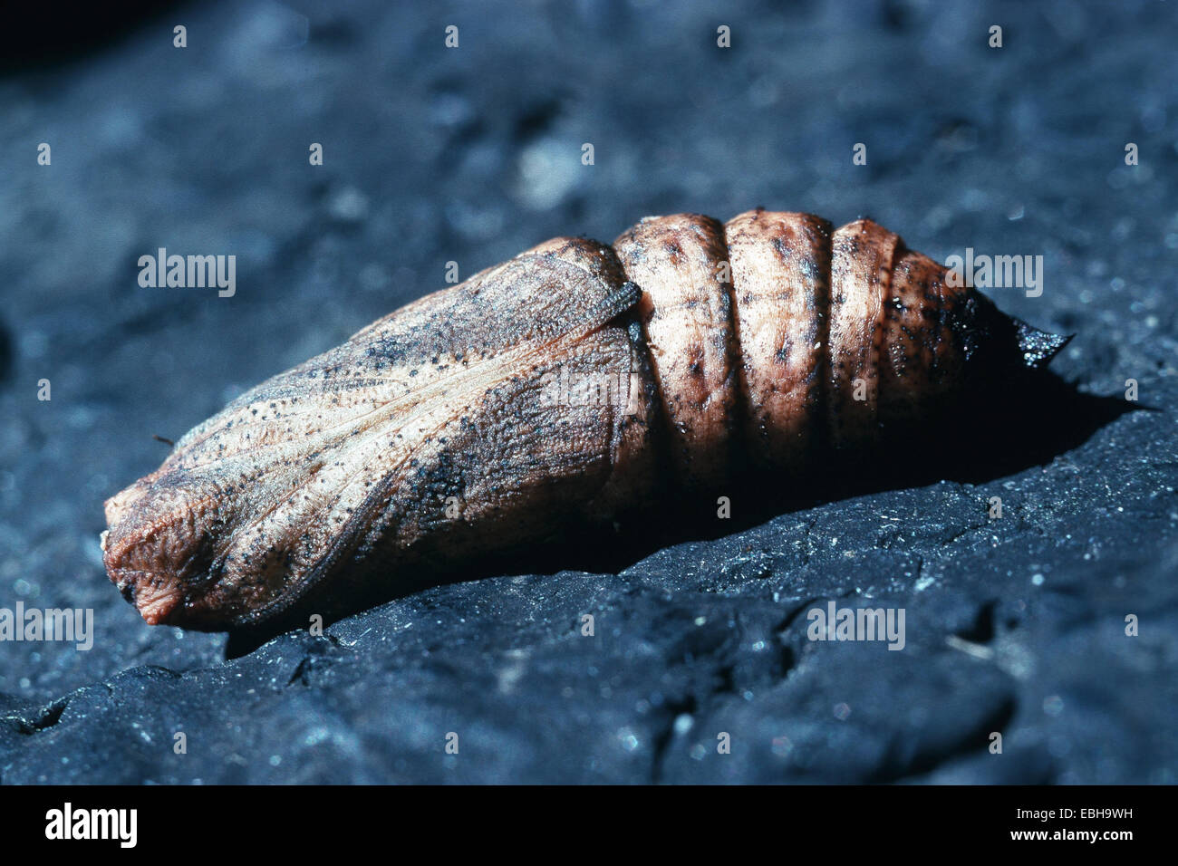 elephant hawkmoth (Deilephelia elpenor), pupa Stock Photo - Alamy