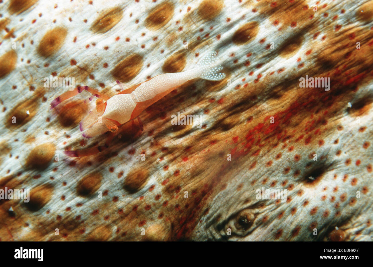 emperor shrimp with (Periclimenes imperator auf Stichopus variegatus ...