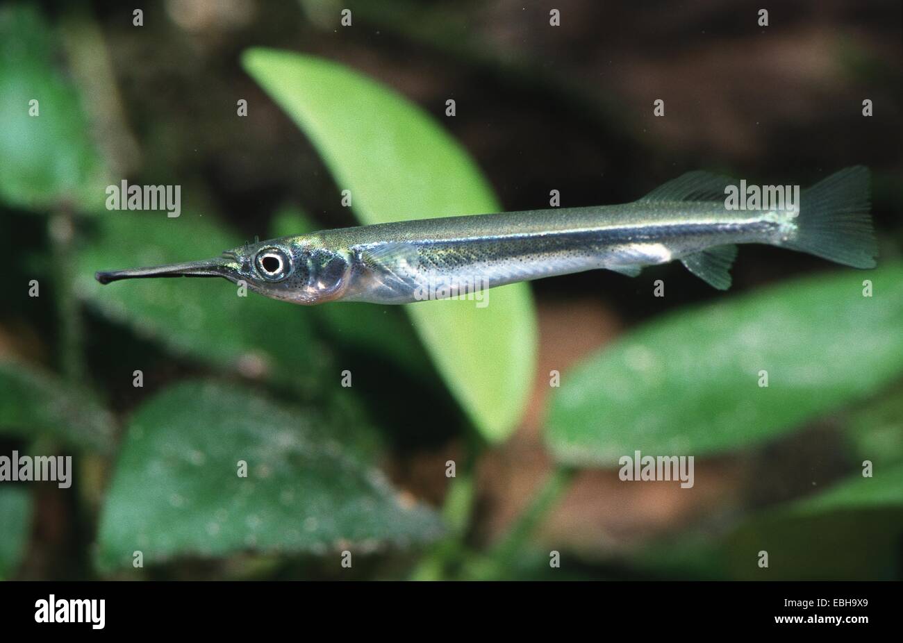 Dunckers River Garfish (Zenarchopterus dunckeri Stock Photo - Alamy