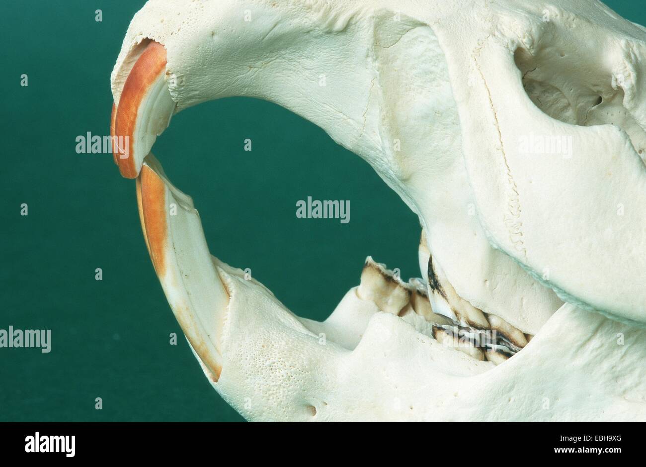 Elbe beaver (Castor fiber albicus), teeth Stock Photo - Alamy
