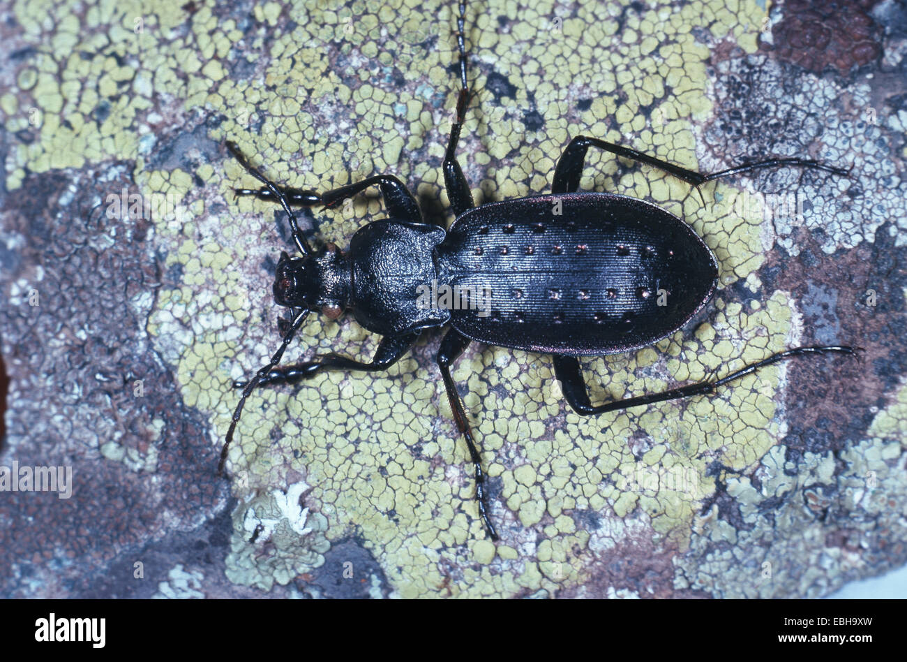 garden ground beetle (Carabus hortensis Stock Photo - Alamy