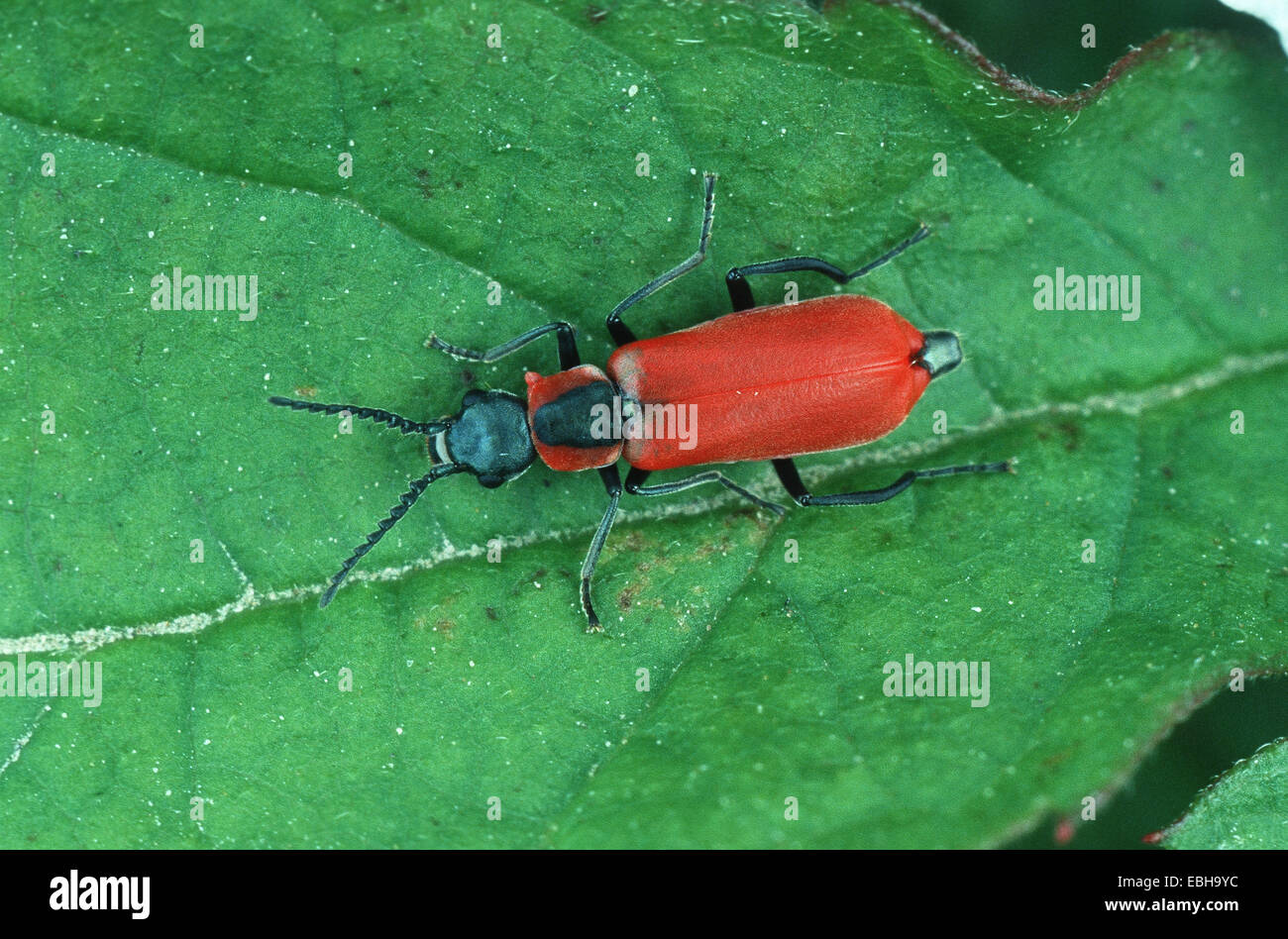 flower beetle (Anthocomus coccineus Stock Photo - Alamy