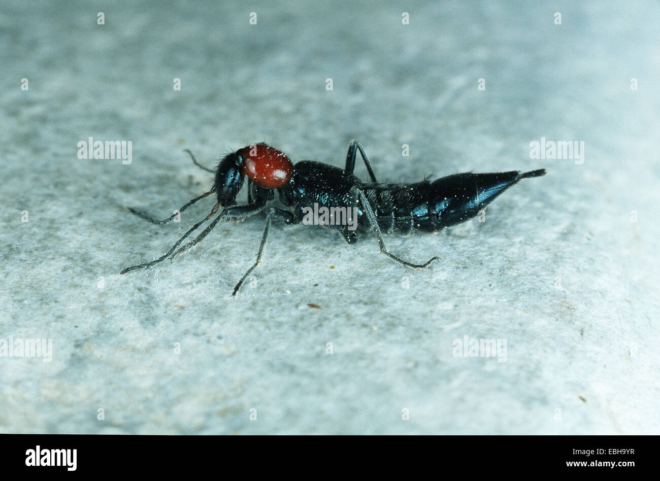Sanguinicollis hi-res stock photography and images - Alamy