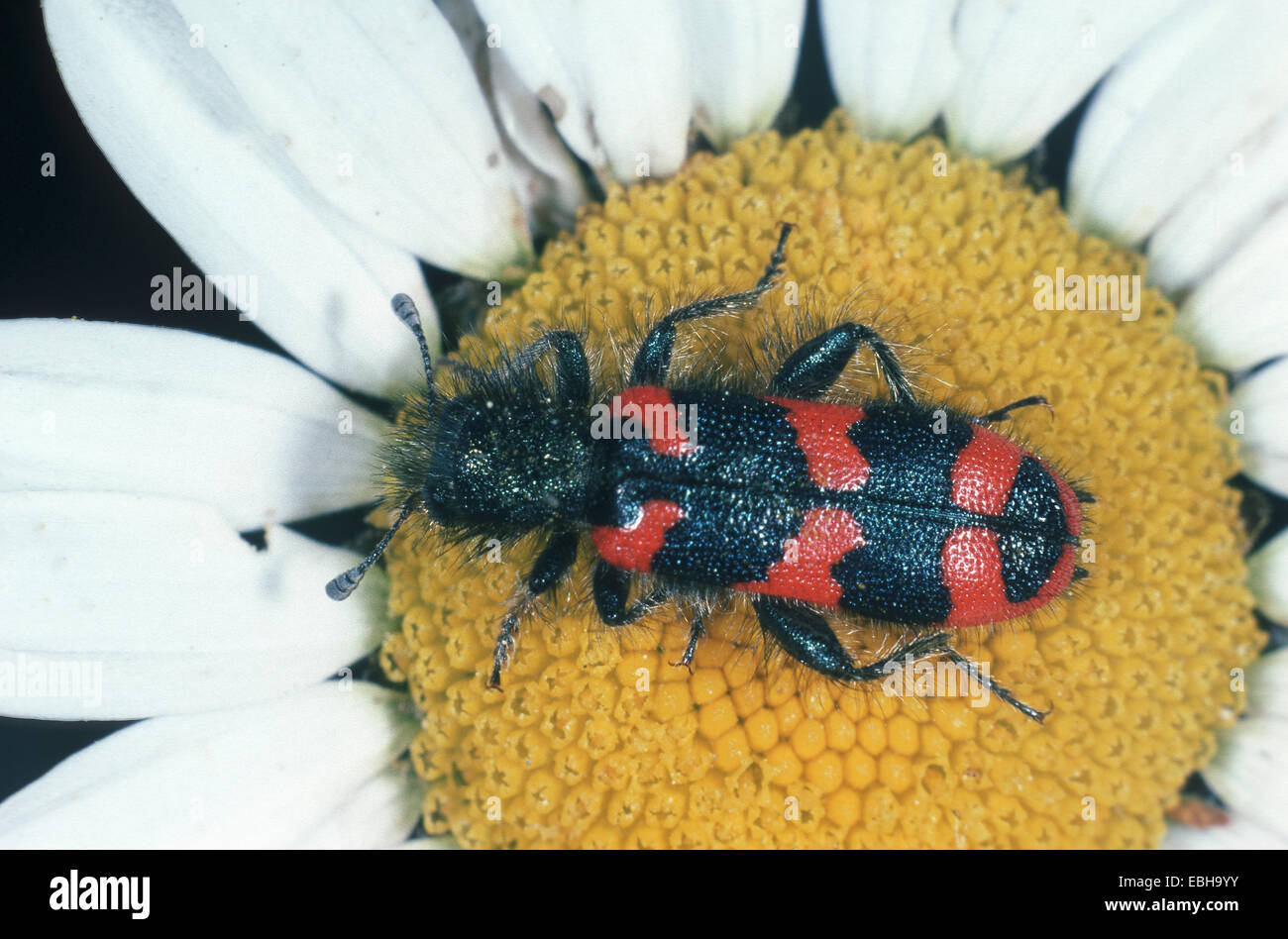 Bee wolf beetle hi-res stock photography and images - Alamy