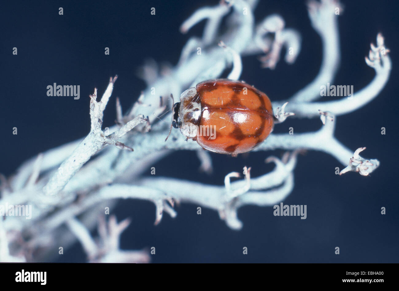 Adalia decempunctata hi-res stock photography and images - Alamy
