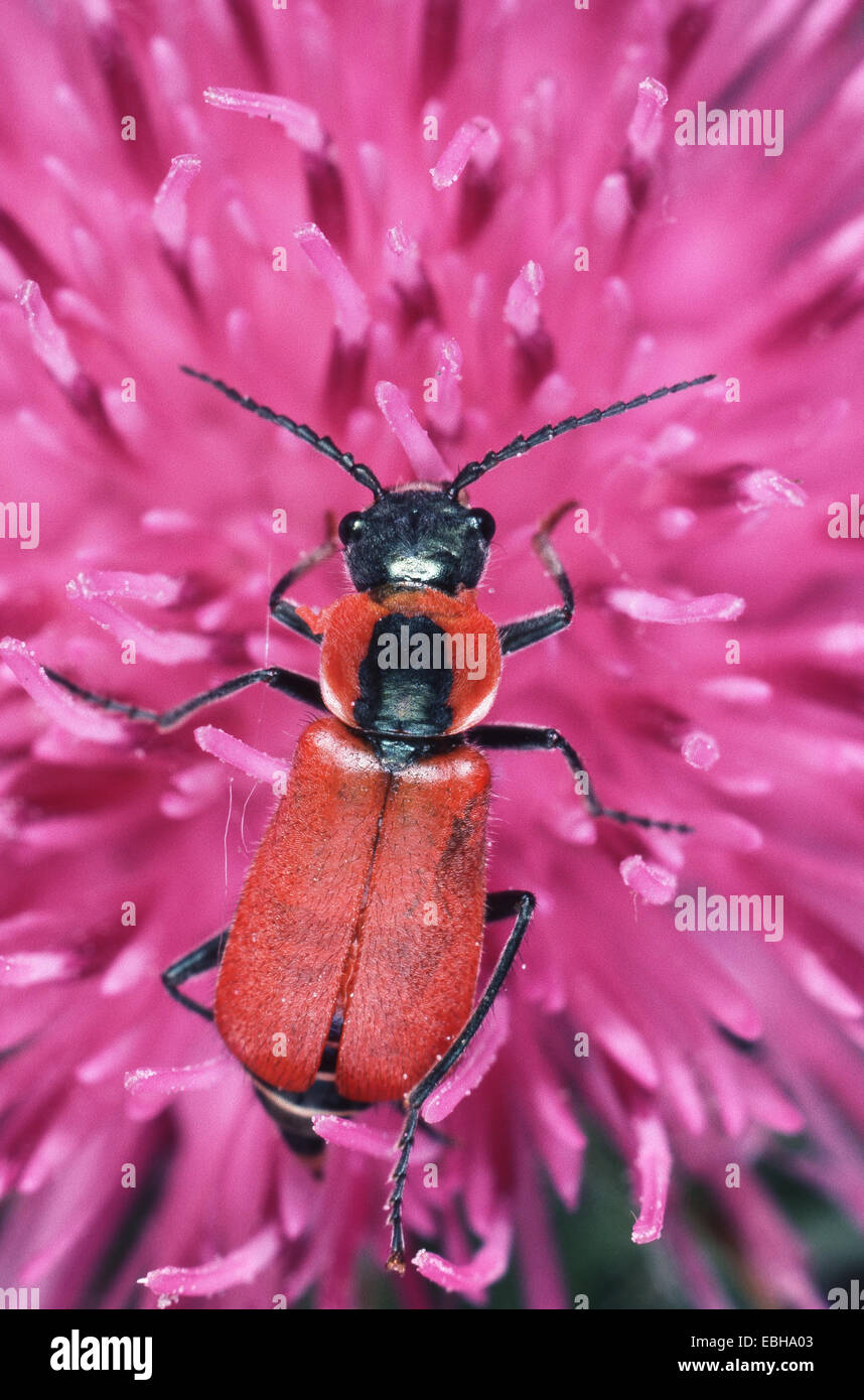 flower beetle (Anthocomus rufus), sitting on violett blossom Stock ...
