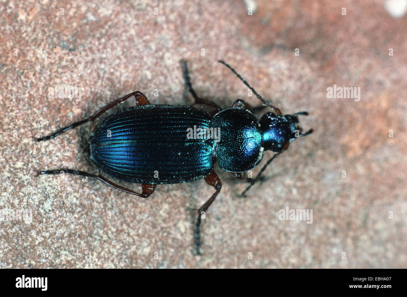 Chlaenius hi-res stock photography and images - Alamy