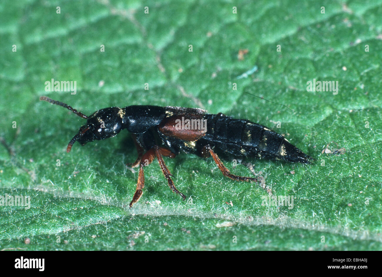 beetle (Staphylinus spec Stock Photo - Alamy