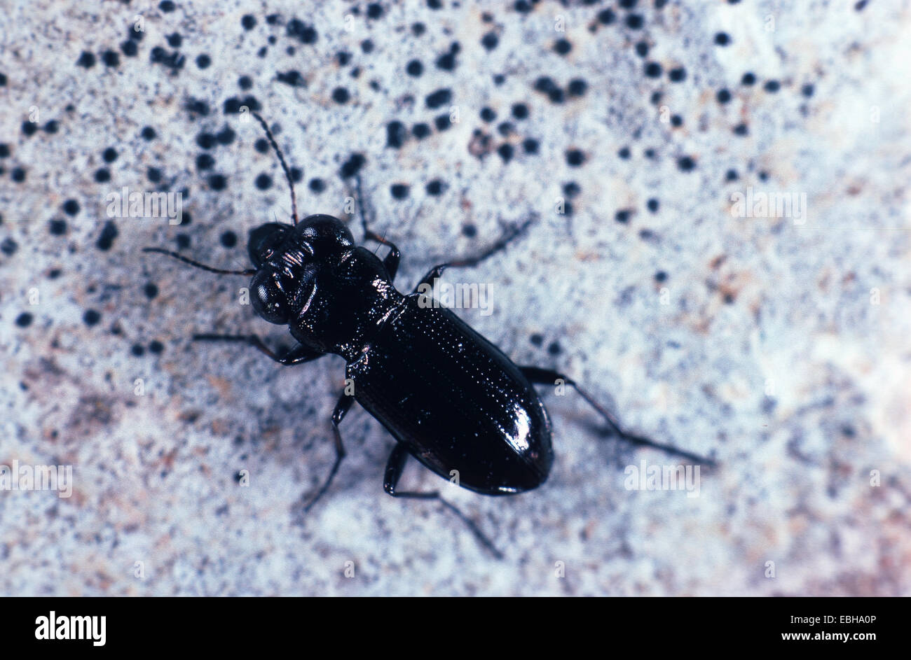 Notiophilus palustris hi-res stock photography and images - Alamy