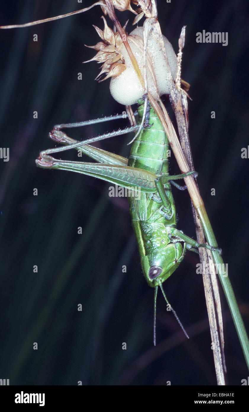 small gold grasshopper (Chrysochraon brachypterus, Euthystira ...