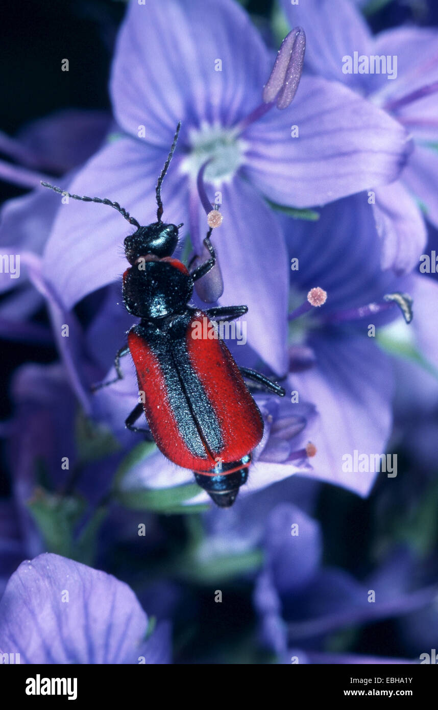 Malachiid beetles hi-res stock photography and images - Alamy