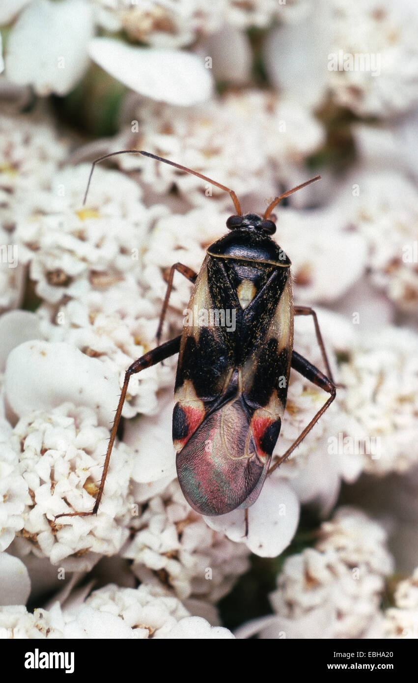 bug (Polymerus microphthalmus Stock Photo - Alamy