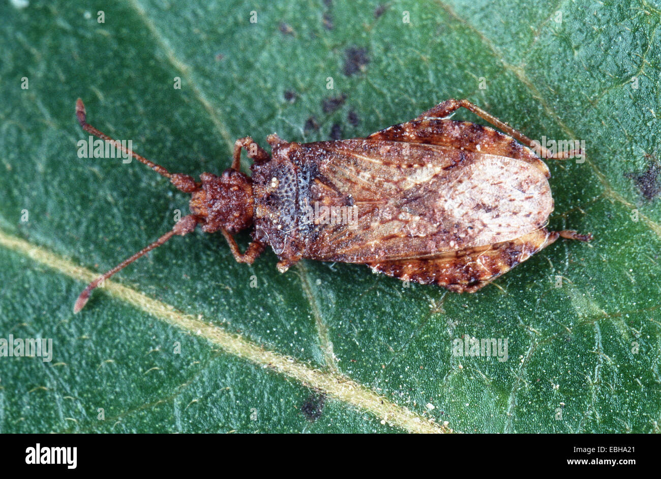 Arenocoris hi-res stock photography and images - Alamy