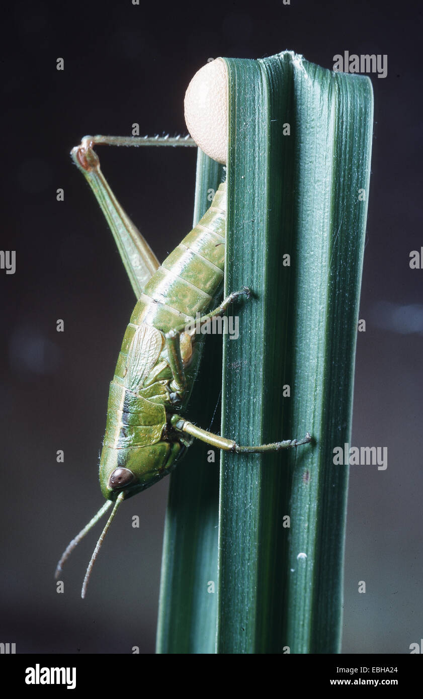 small gold grasshopper (Chrysochraon brachypterus, Euthystira ...