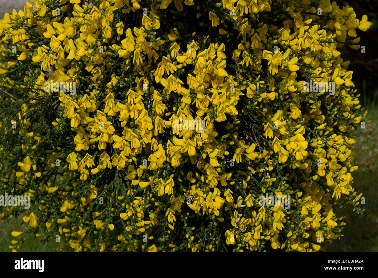Yellow broom hi-res stock photography and images - Alamy