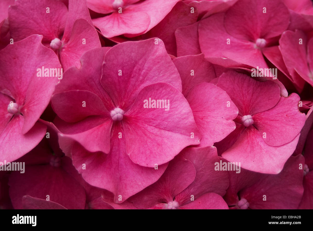 Hydrangia hi-res stock photography and images - Alamy