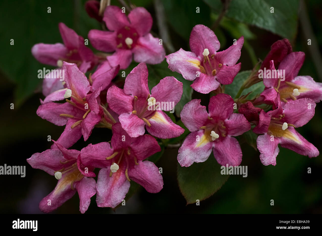 Weigela flower group Stock Photo - Alamy
