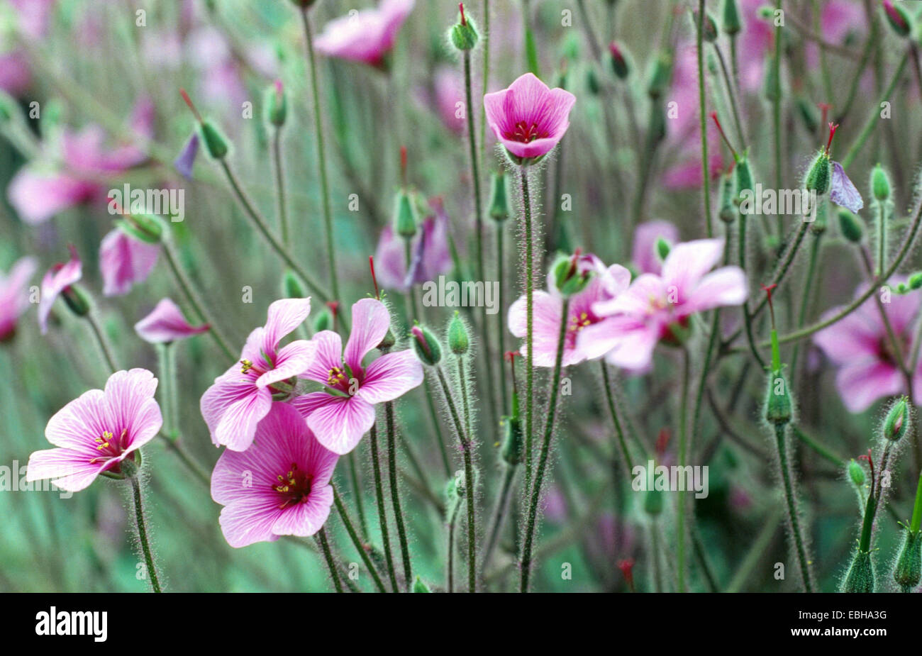 Madeiran geraniums hi-res stock photography and images - Alamy