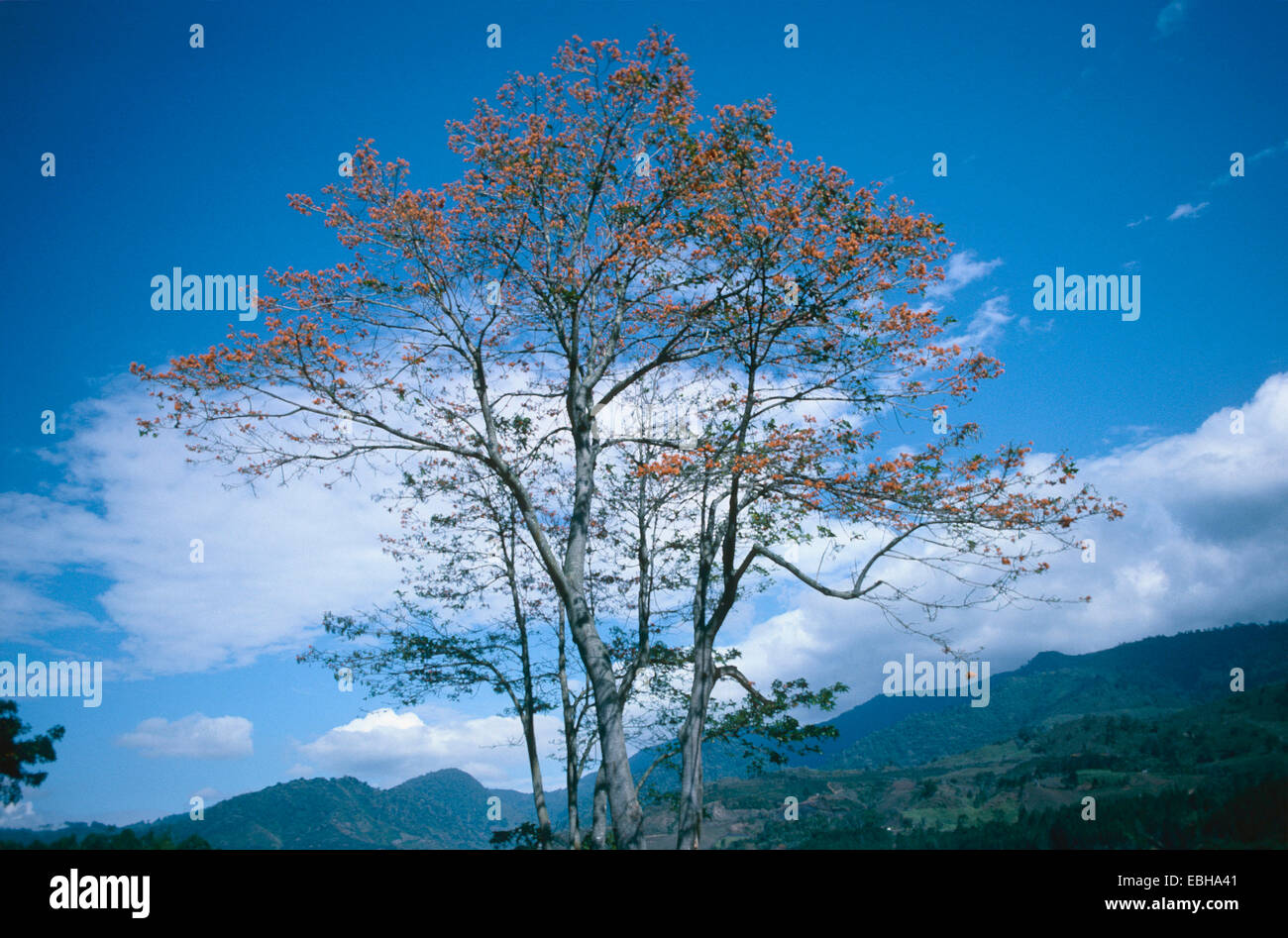 Immortelle tree hi-res stock photography and images - Alamy