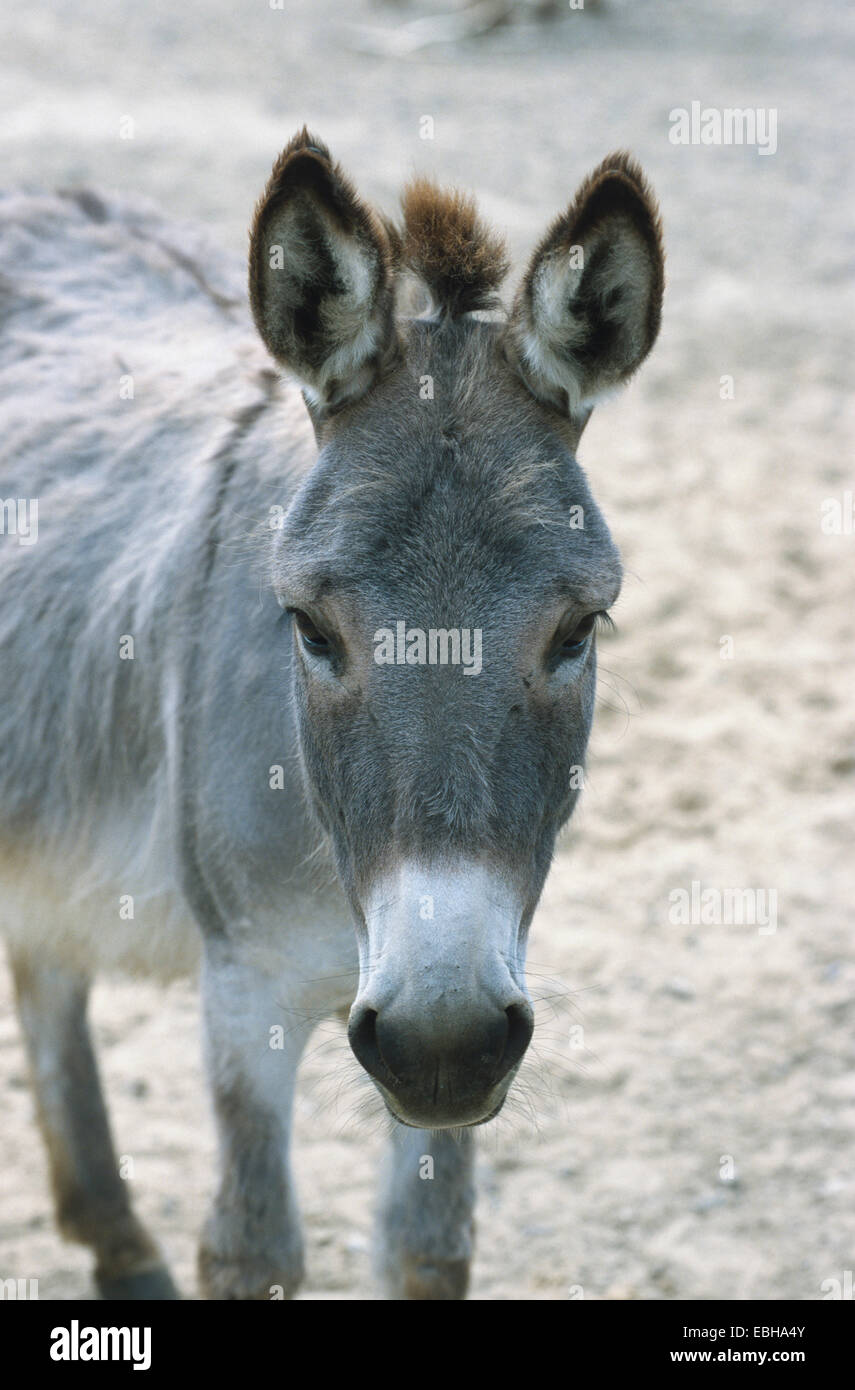 Sicilian donkey equus asinus asinus hi-res stock photography and images ...