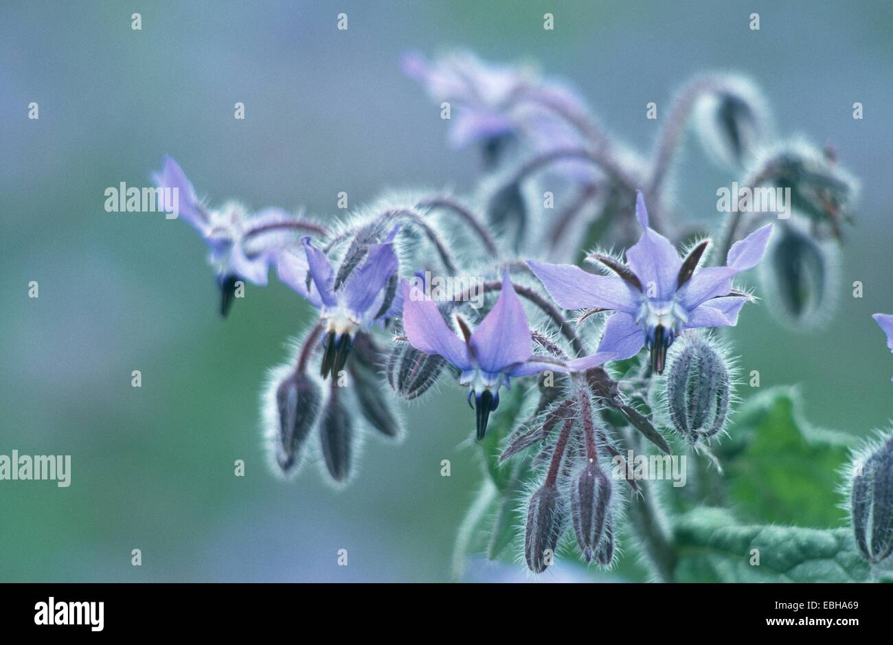 common borage (Borago officinalis Stock Photo - Alamy