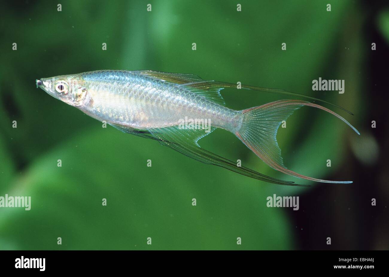 Iriatherina hi-res stock photography and images - Alamy