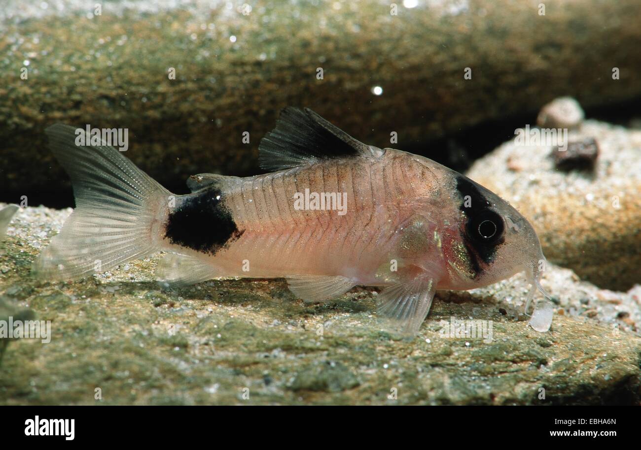 Panda Cory (Corydoras panda Stock Photo - Alamy